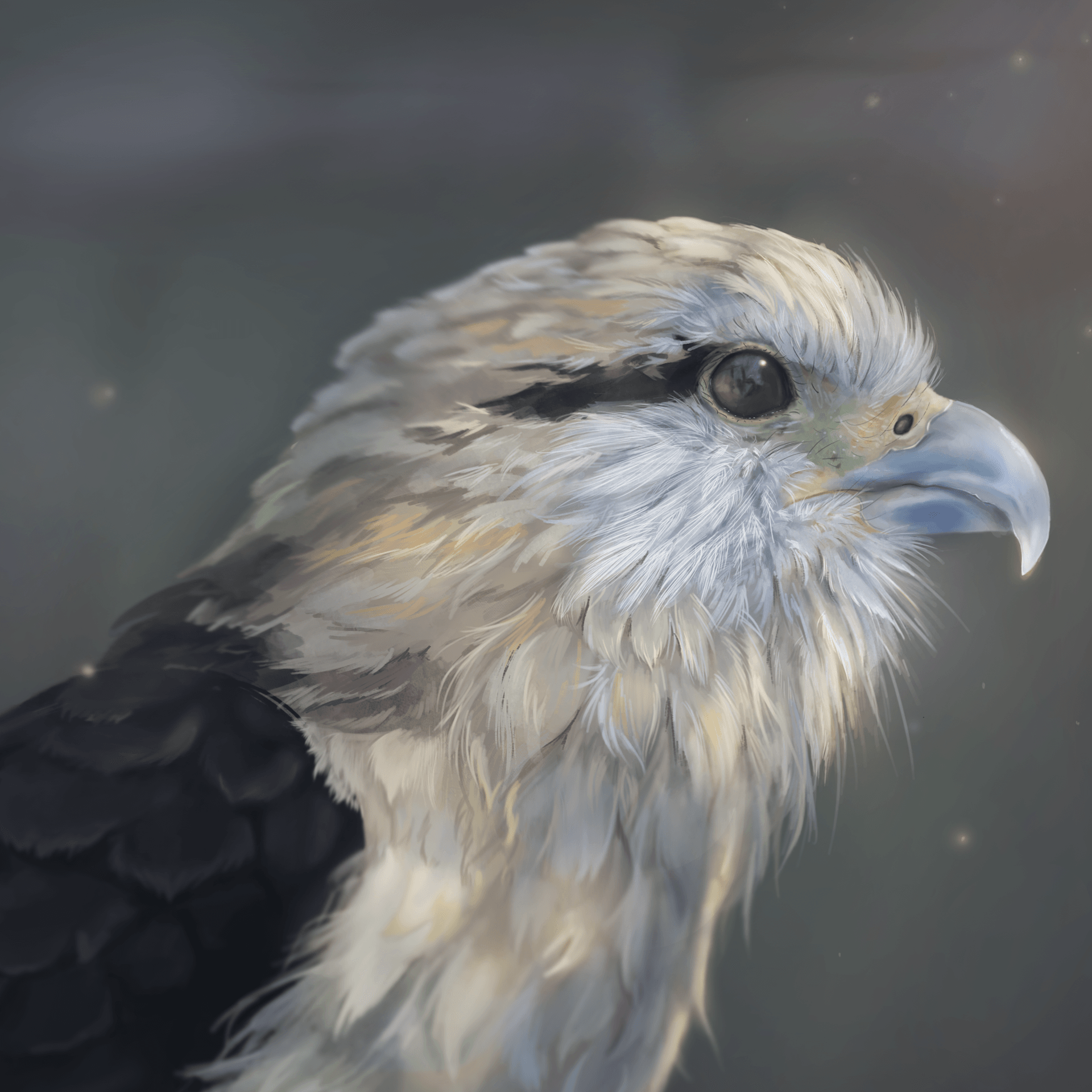 OIseau de proie études - petite_perruche - Digital Painting .School